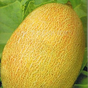 Семена Дыня Сережкина любовь 5 шт.