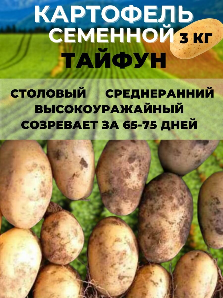 Картофель семенной