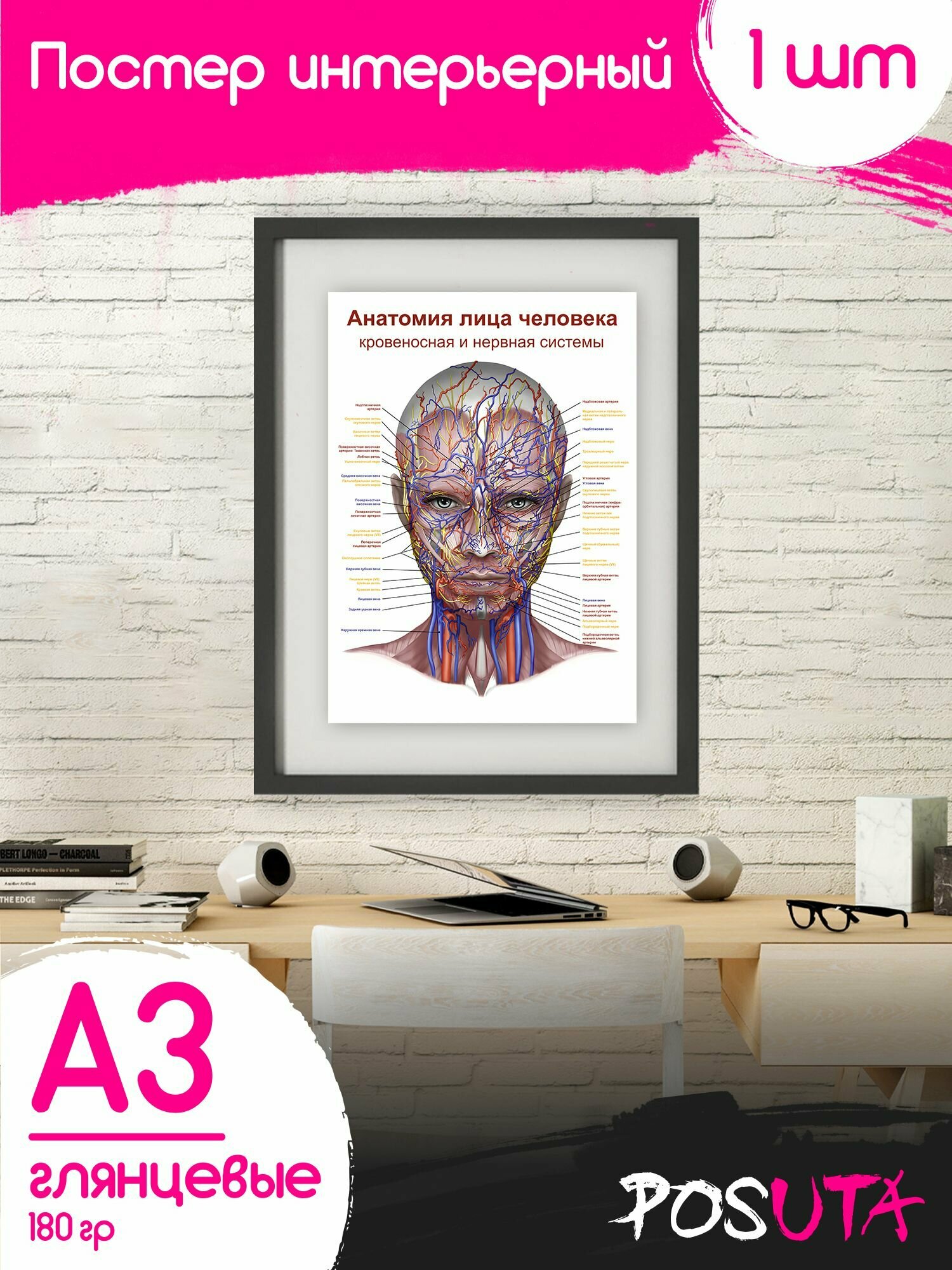 Постеры на стену анатомия человека мышцы