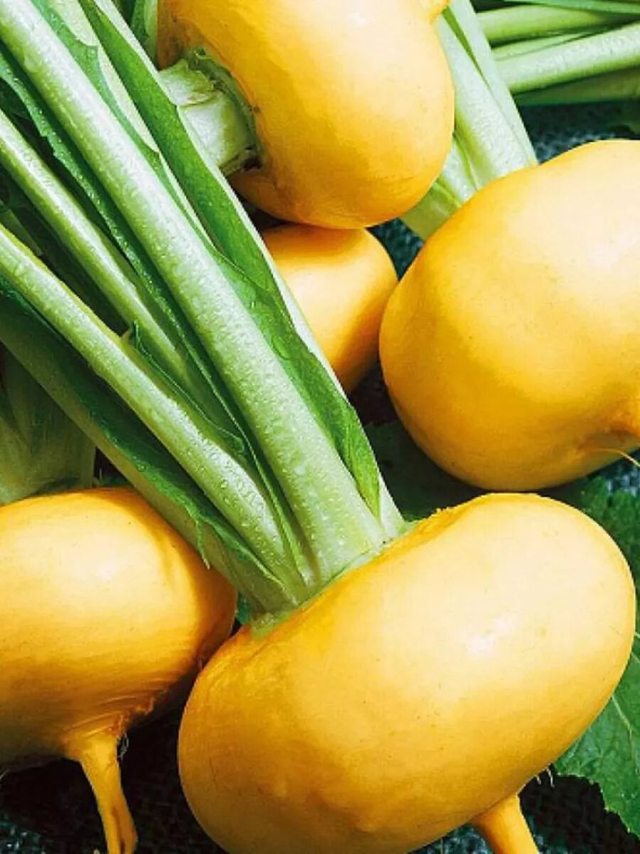 Семена репы Петровская 1. По вкусовым качествам один из лучших ныне существующих сортов репы.