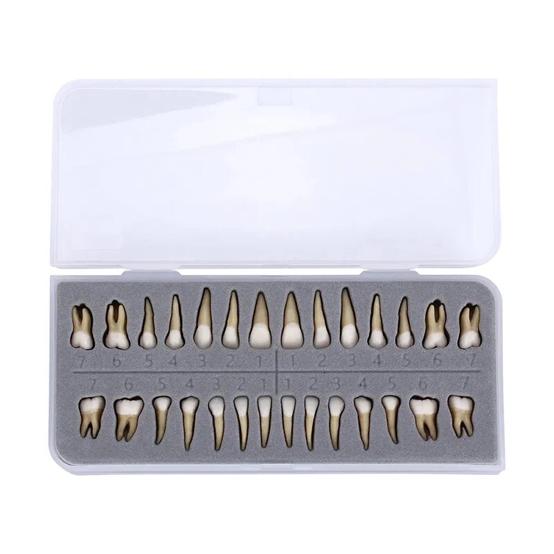 Стоматологические модели зубов VV DENTAL 28 шт.