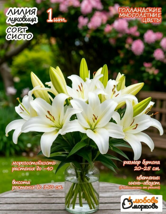 Лилия Луковица, Систо, разбор 18/20, 1шт