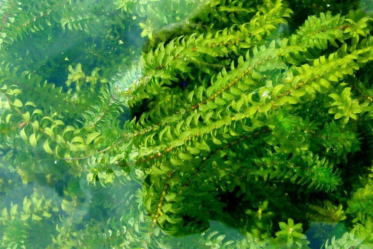 Живое фильтрующее и очищающее воду аквариумное растение Элодея Канадская