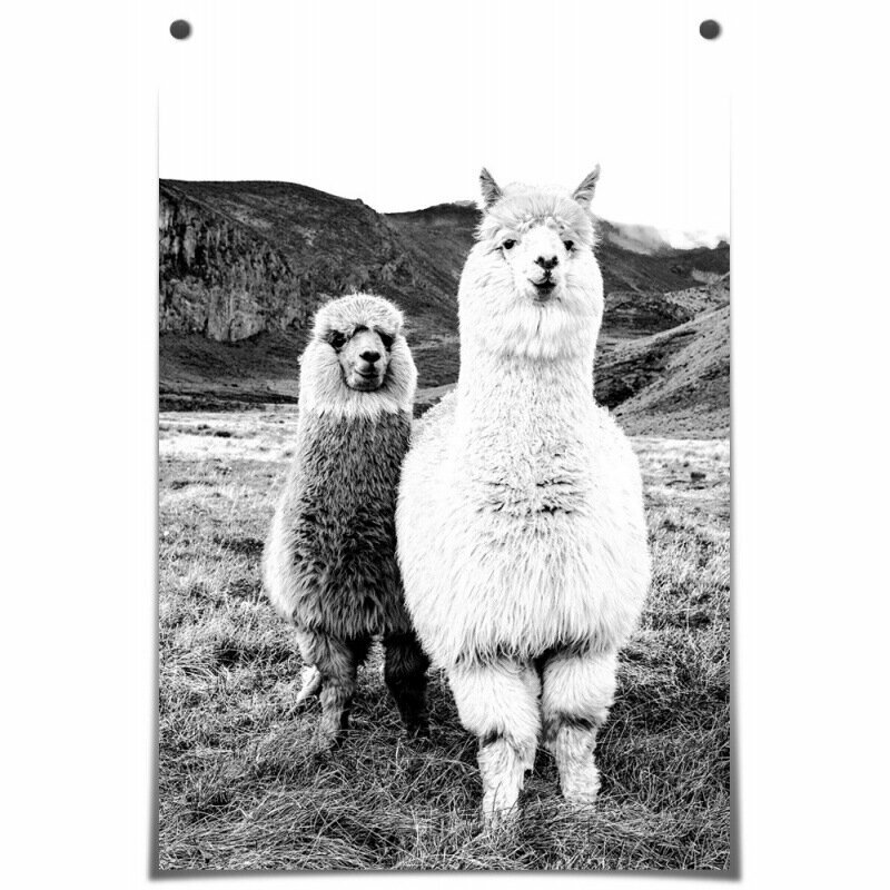 Juding индивидуальная поставка Amazon AliExpress Черно-Белая овца холст живопись декоративная живопись коммерческое