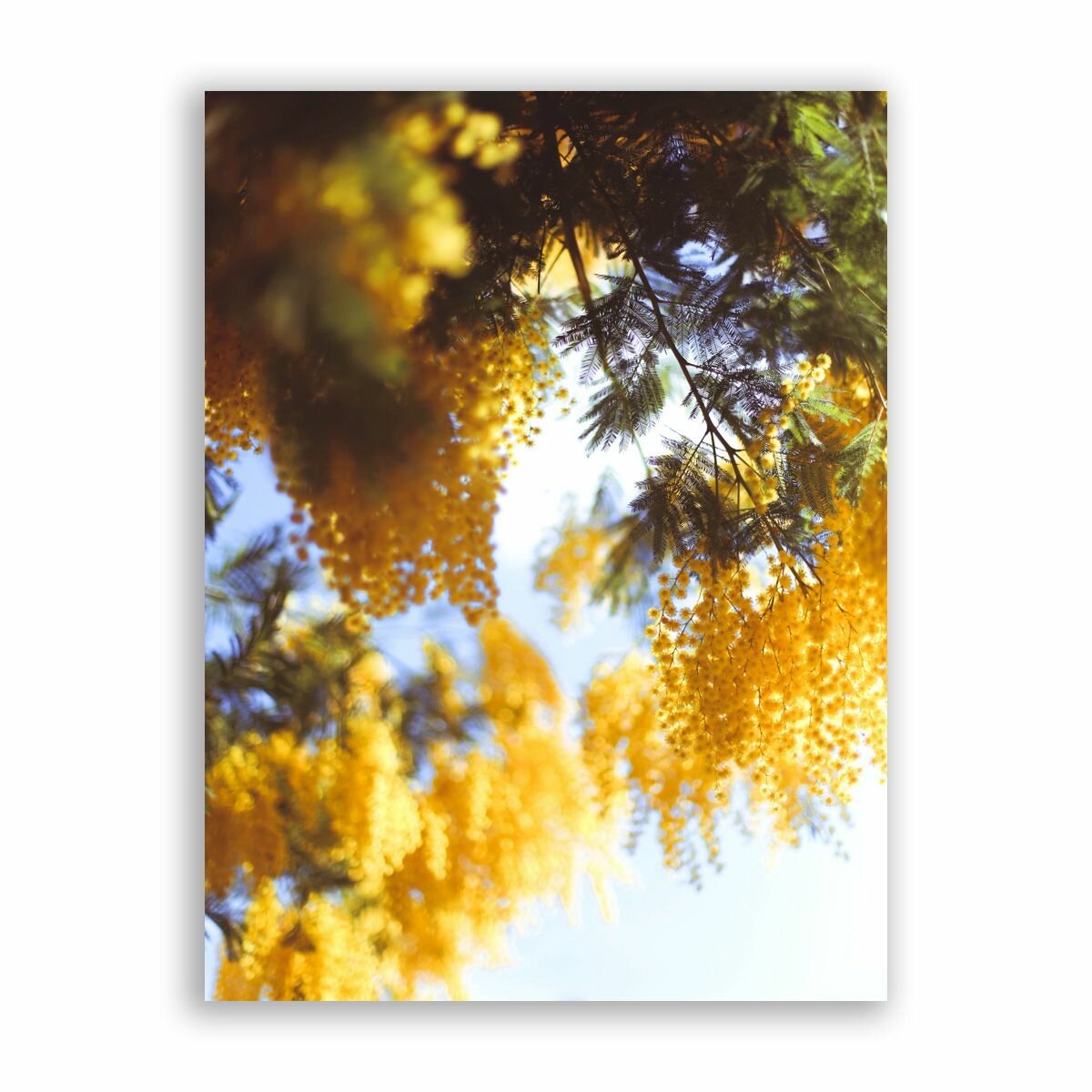 Постер цветы на бумаге / Мимоза / Размер 30 x 40 см