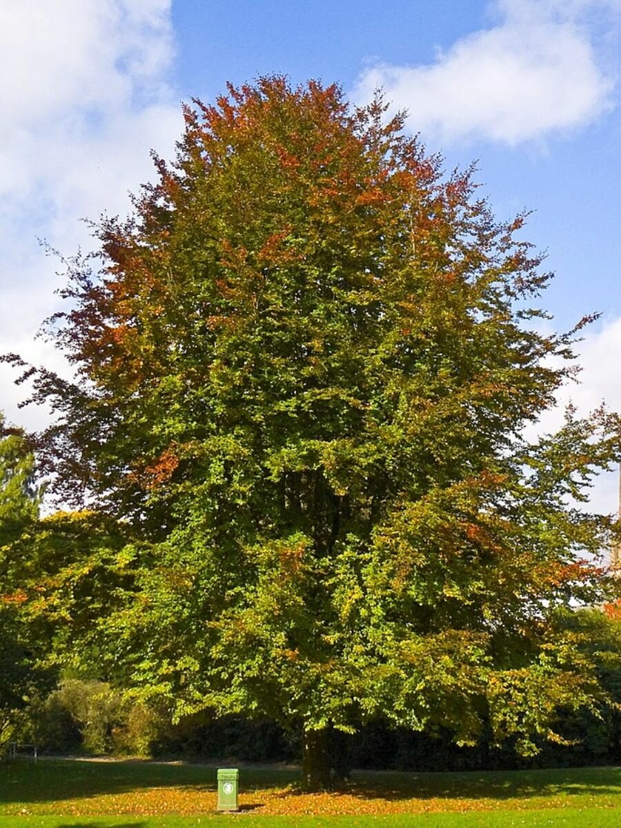 Бук Европейский семена 5 штук