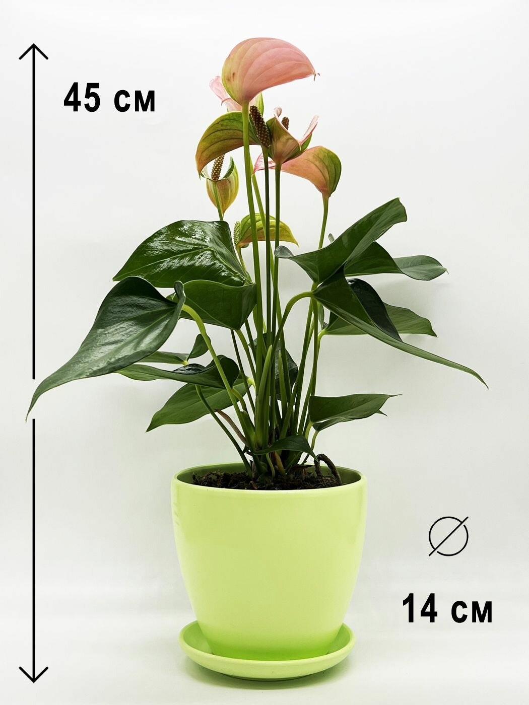 Антуриум Джоли персиковый в керамическом салатовом горшке с поддоном, высота композиции 35-45см