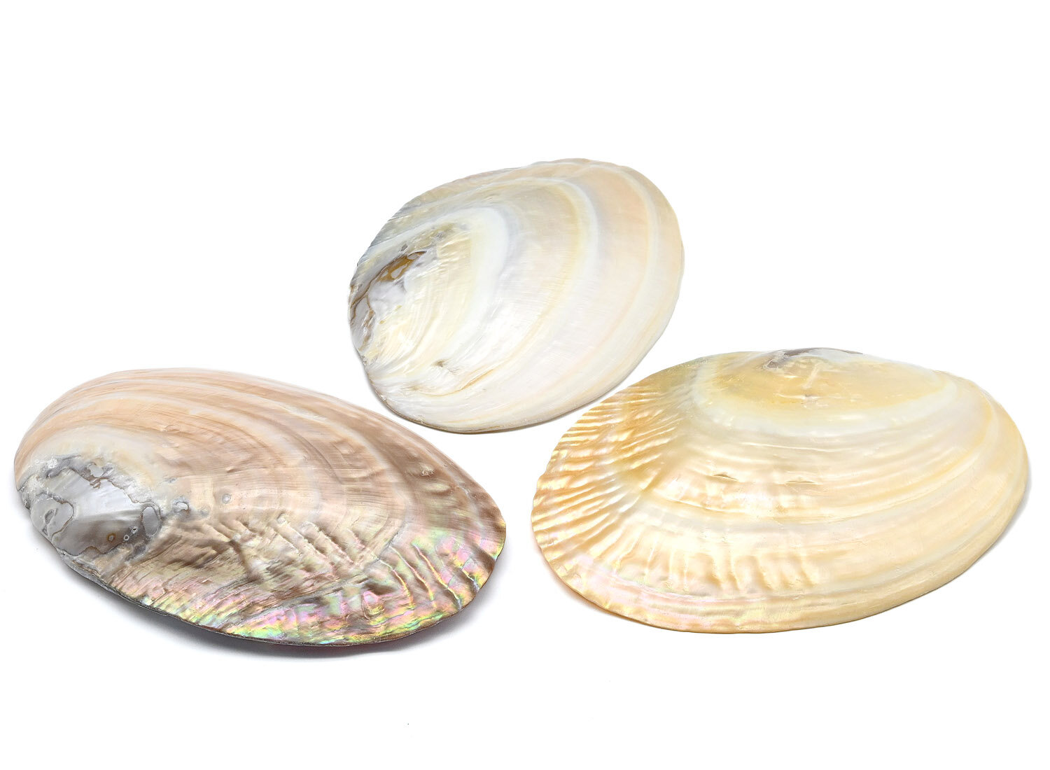 Ракушка из перламутра "Жемчужина" 170*120*20мм .