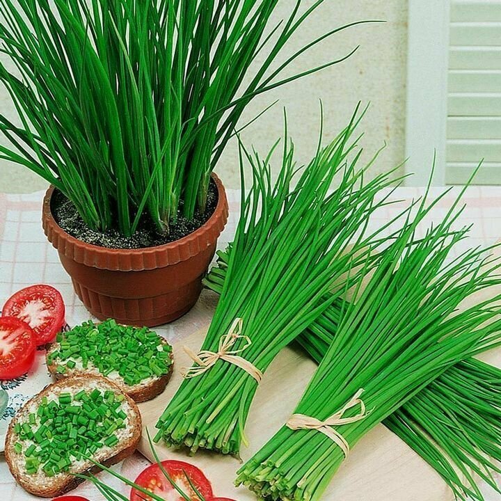 Семена растения Лук шнитт Домашний