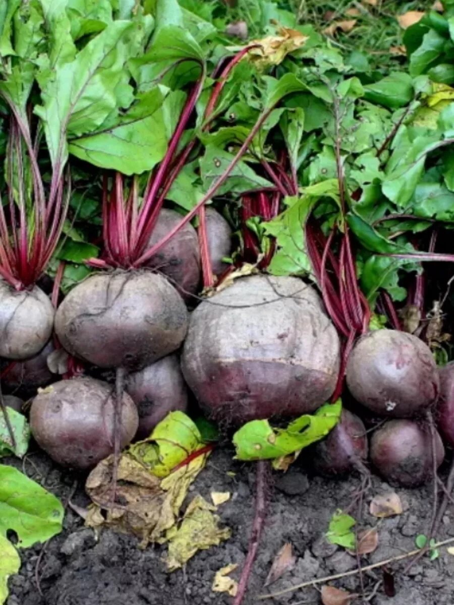 Семена высокоурожайной свеклы Бордо 237 - 3 г. Лёжкий сорт с сочной и нежной мякотью