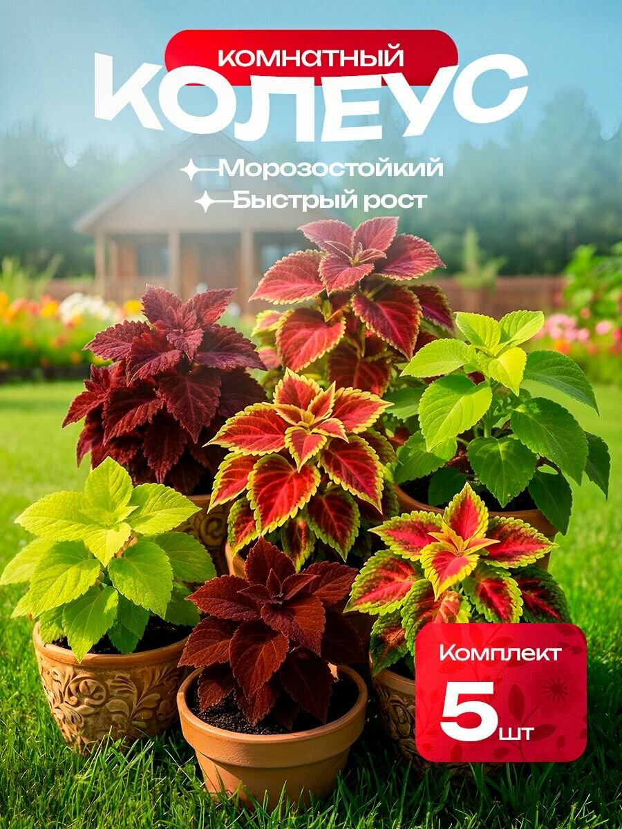 Семена цветов Колеус садового и комнатного