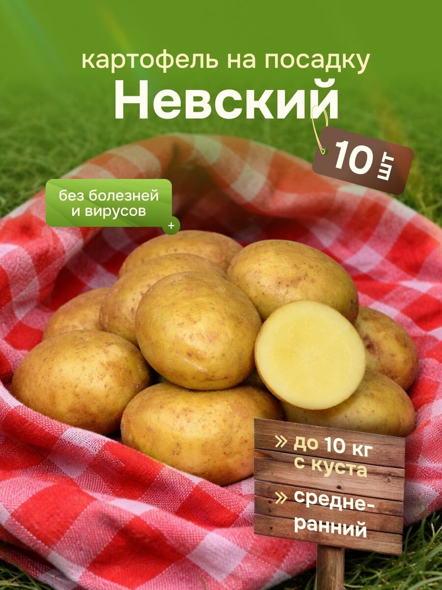 Семенной картофель на посадку Невский 10 шт (среднеранний)