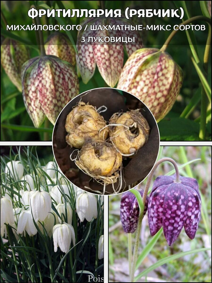 Фритиллярия (Рябчик) , микс из 3 сортов, луковицы 3 штуки