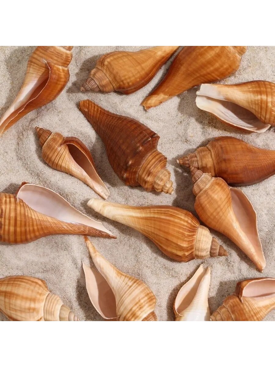 Набор морских ракушек для творчества и декора