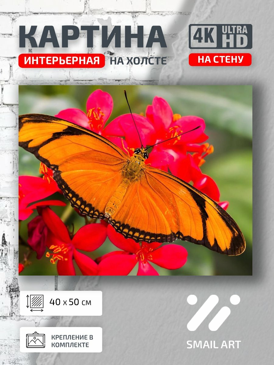 Картина на холсте интерьерная 40 на 50 на стену Бабочка Macro для студии макро интерьер