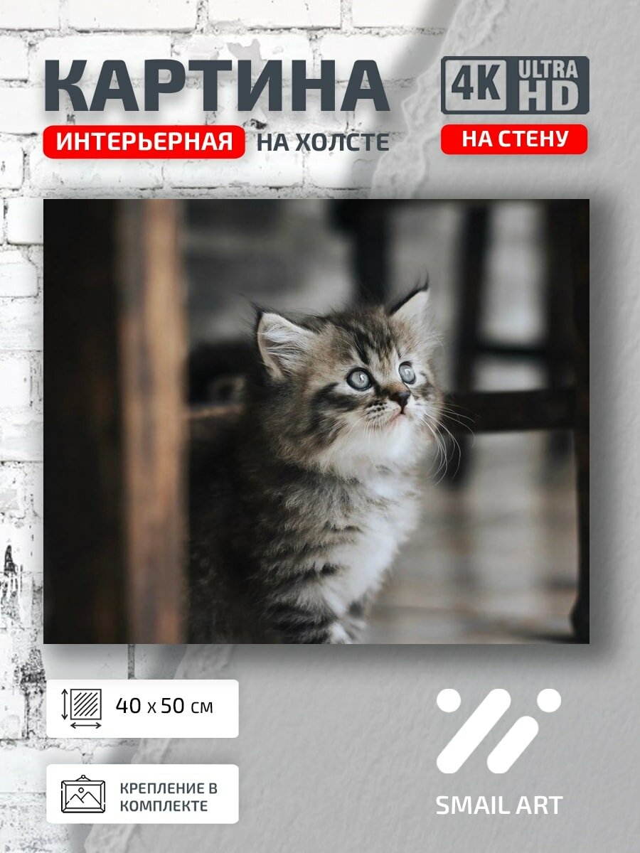 Картина на холсте интерьерная 40 на 50 на стену Животные котенок для студии атмосфера