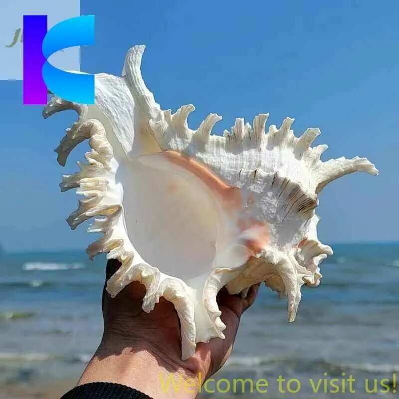 Ракушка морская Мурекс ветвистый 12-16см