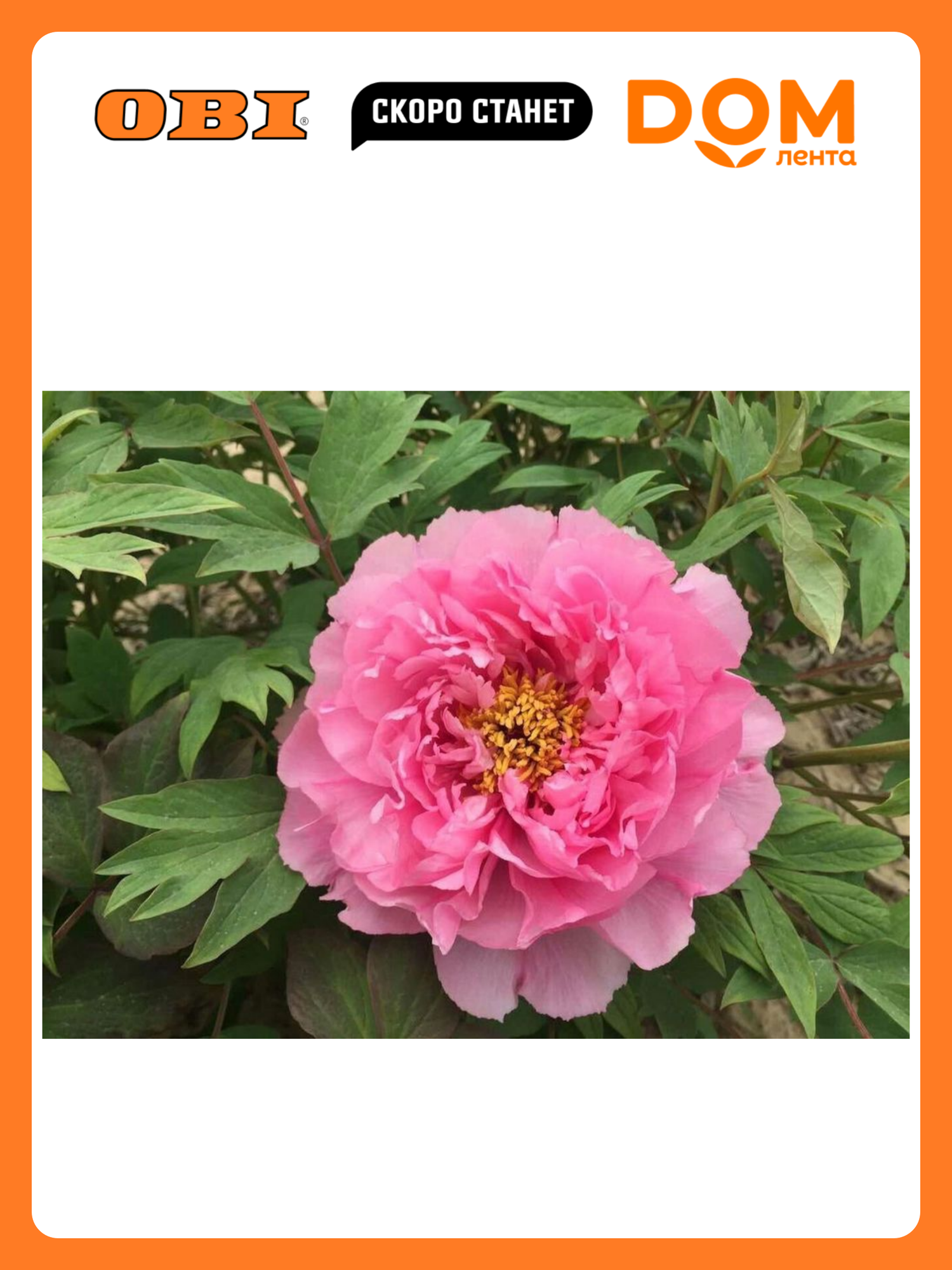 Растение Пион древовидный Розовый Лотос 7 цветов 1 шт