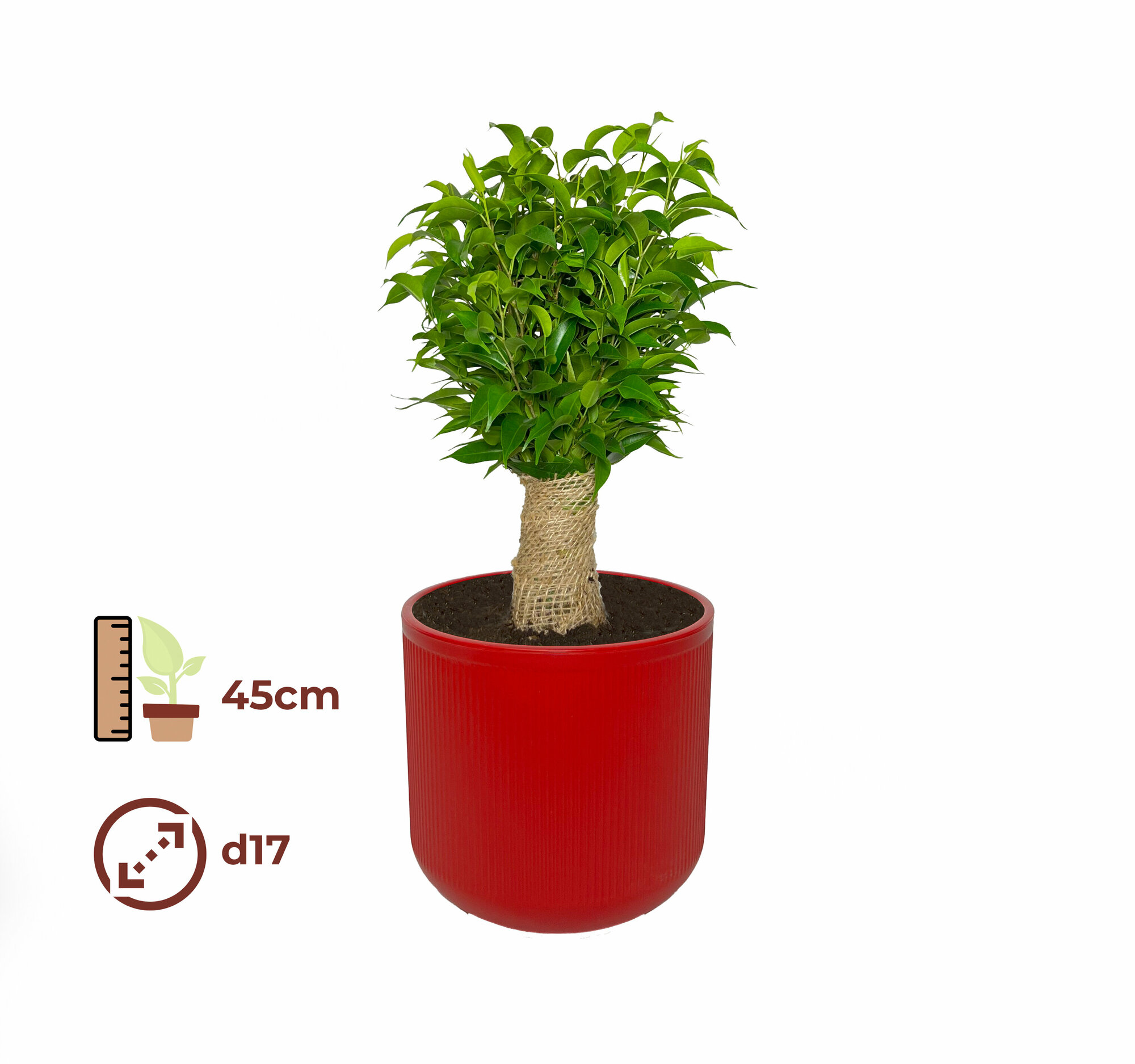 Фикус Бенджамина Наташа 17/45, цвет кашпо красный