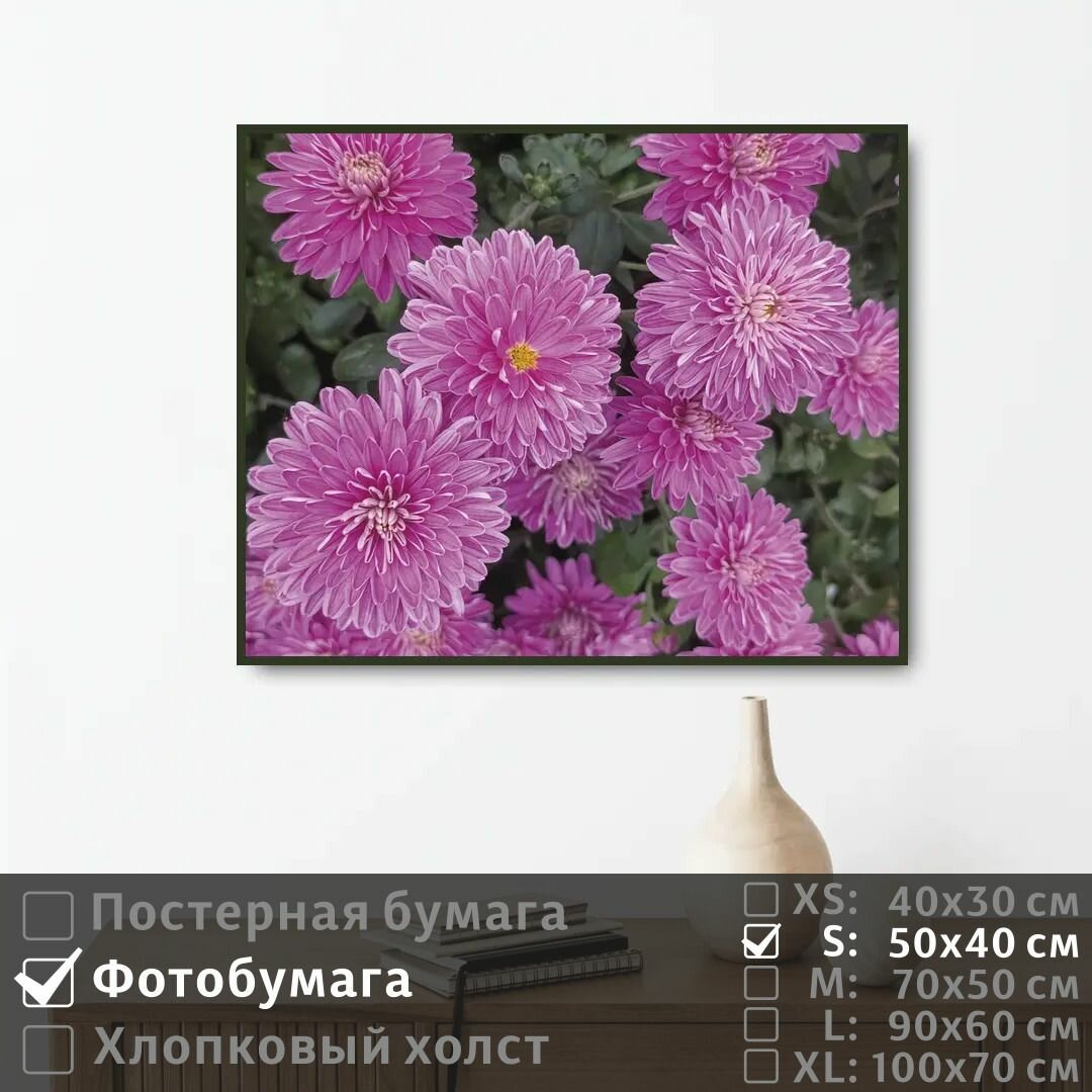 Постер на фотобумаге Нежные Хризантемы 50х40 см ПолиЦентр
