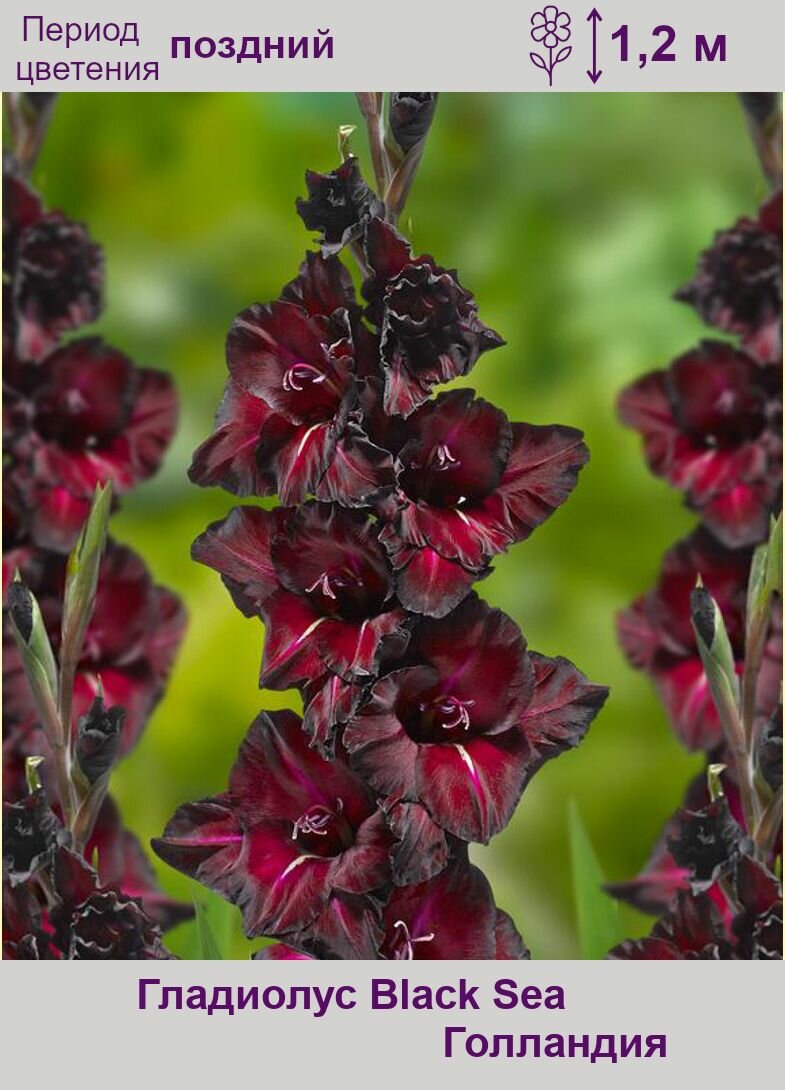 Гладиолус Блэк Си (Black Sea) луковицы 3 шт сотка