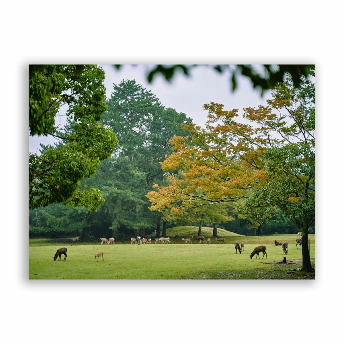 Постер, плакат на бумаге / Природа Японии - Природа / Размер 30 x 40 см