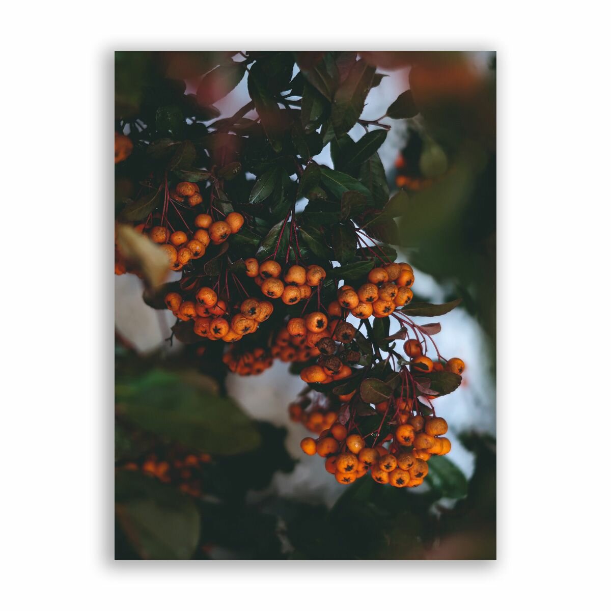 Постер, плакат на бумаге / Ягоды / Размер 30 x 40 см