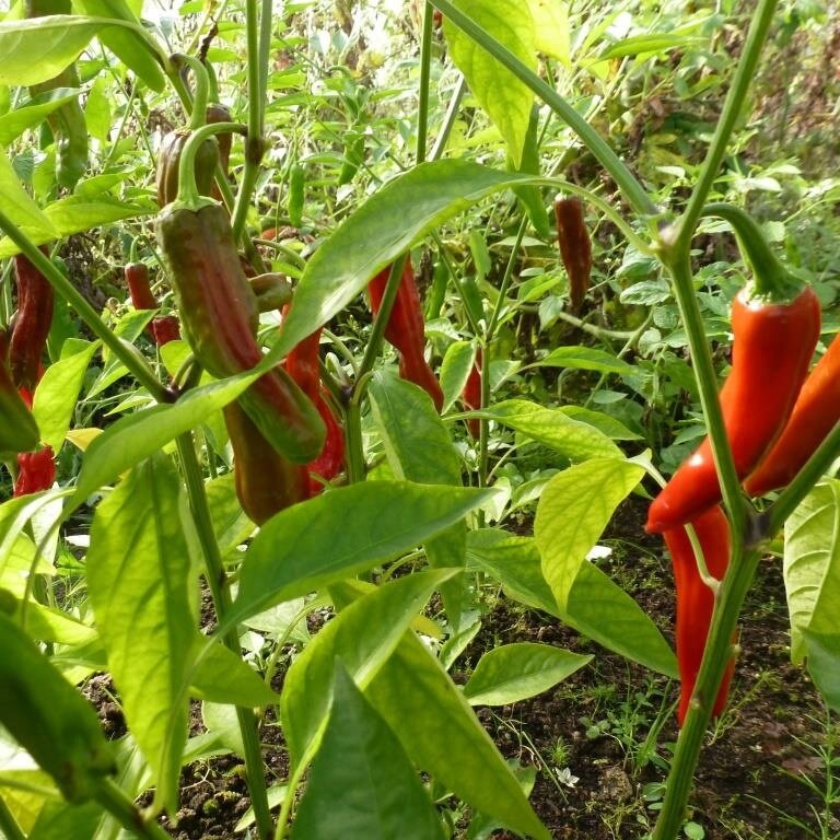 Семена перца острого "Грузинский Горячий", однолетние, 10 семян, высота до 60см