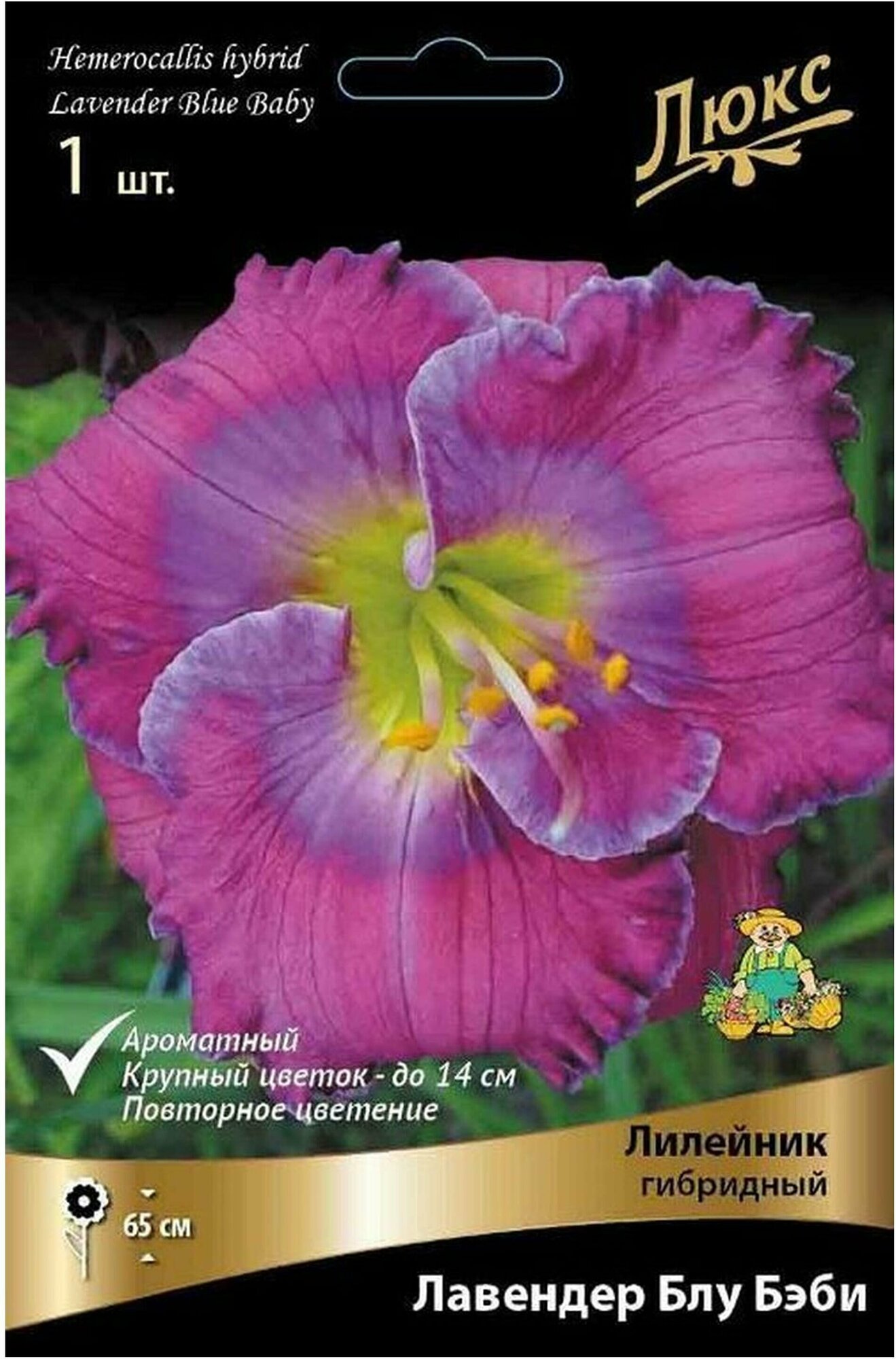 Луковица лилейника гибридного поиск Лавендер Блу Бэби 1 шт