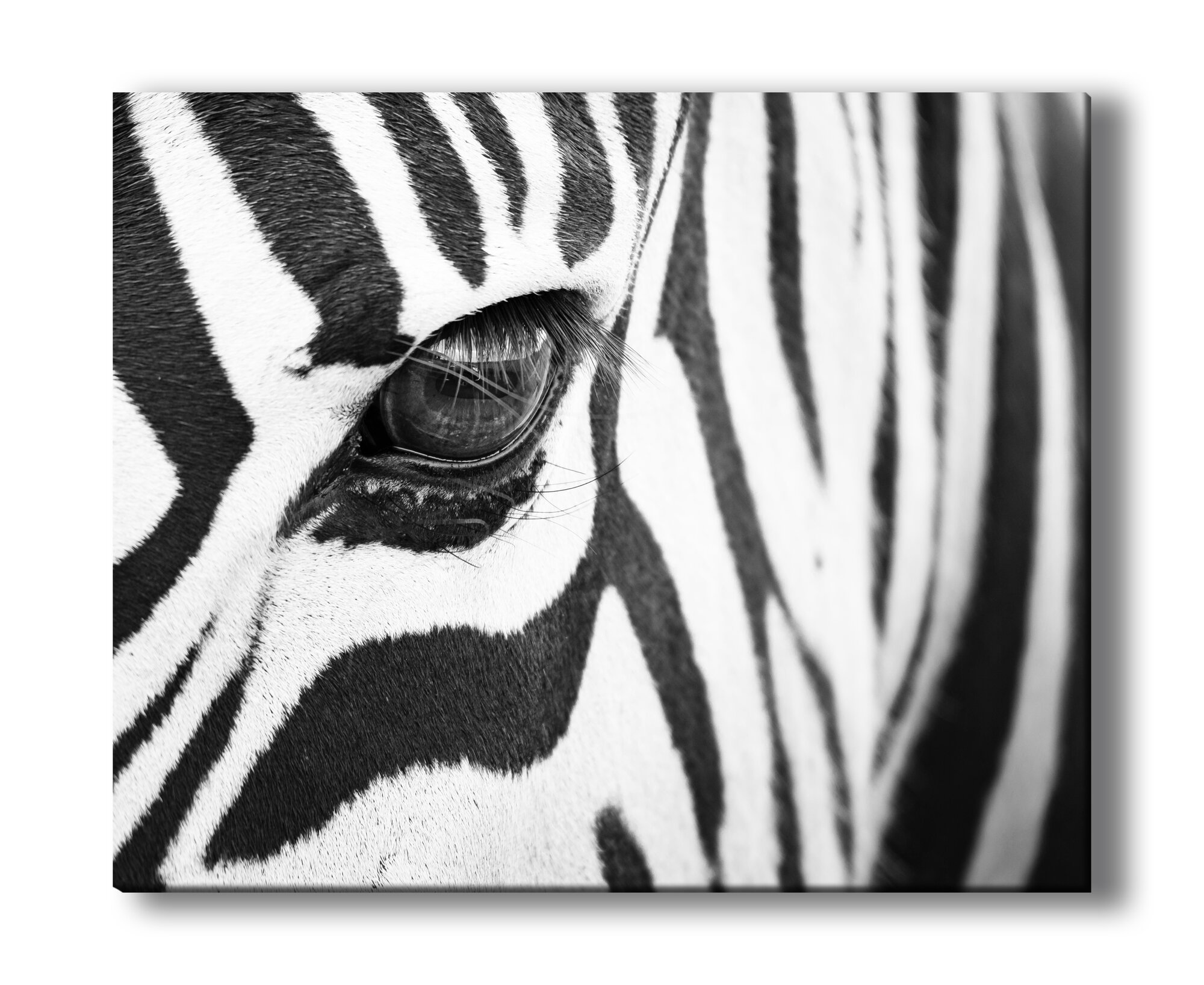 Картина для интерьера на холсте «Чёрно-белая зебра» 65х80 холст без подрамника