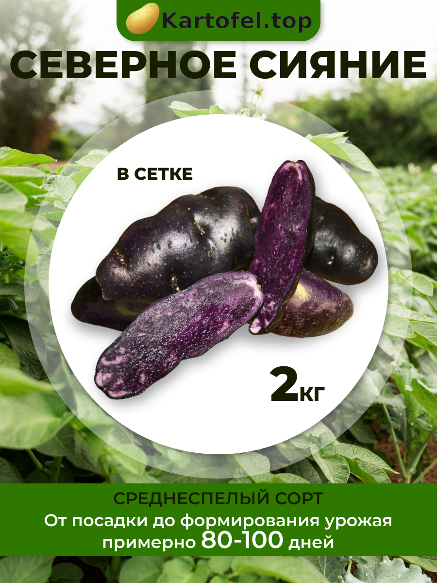 Семенной картофель Северное сияние 2 кг