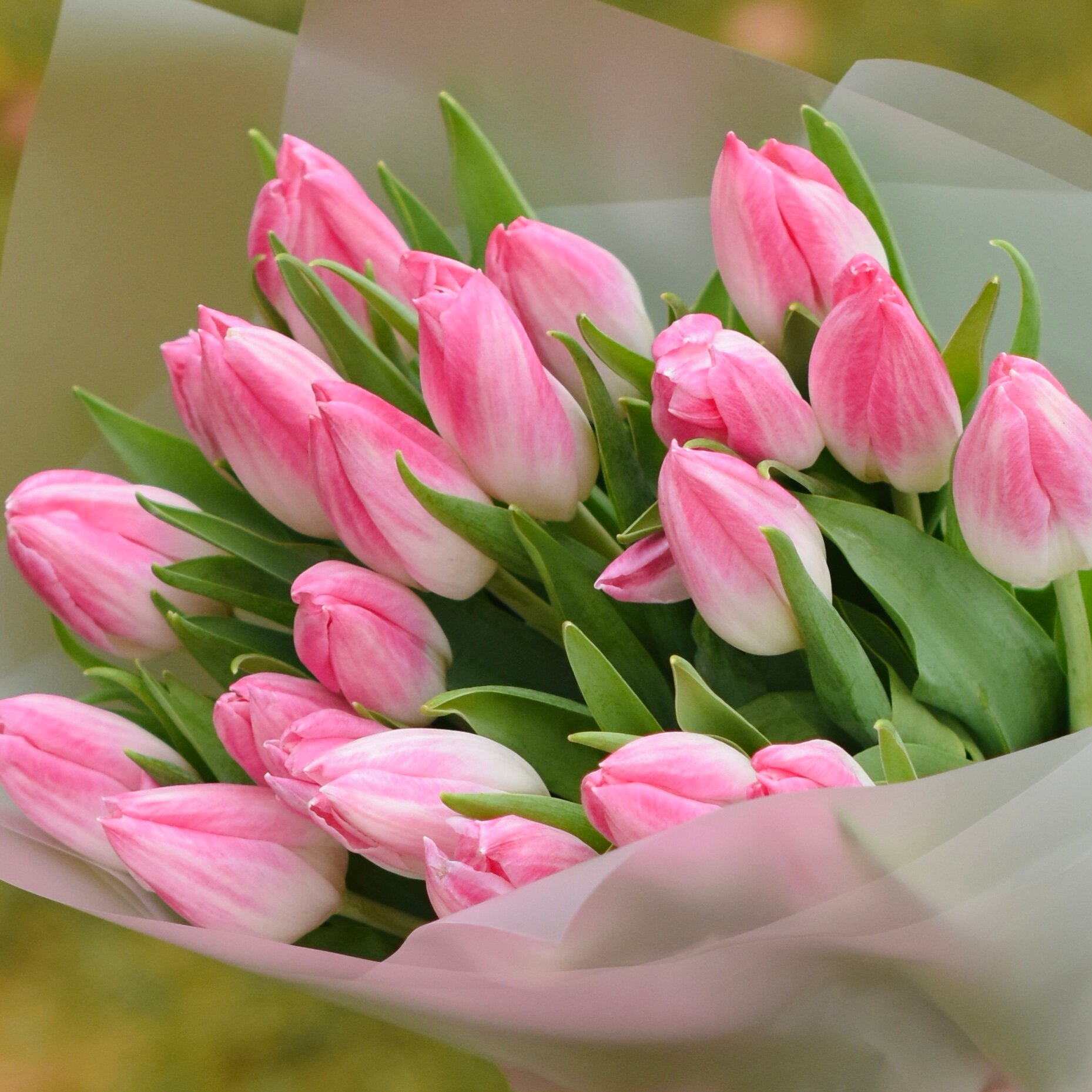 Букет розовых голландских тюльпанов 21 шт , подарок на 8 марта любимой девушке, жене, маме