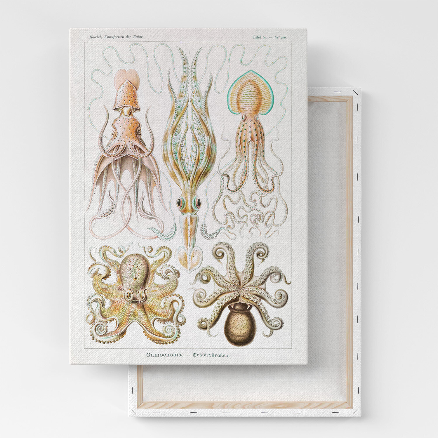 Картина на холсте, репродукция / Эрнст Геккель - Gamochonia. Trichterkraken / Размер 80 x 106 см