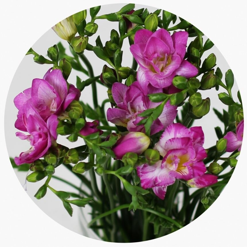 Фрезия Пёпл рэйн 1шт