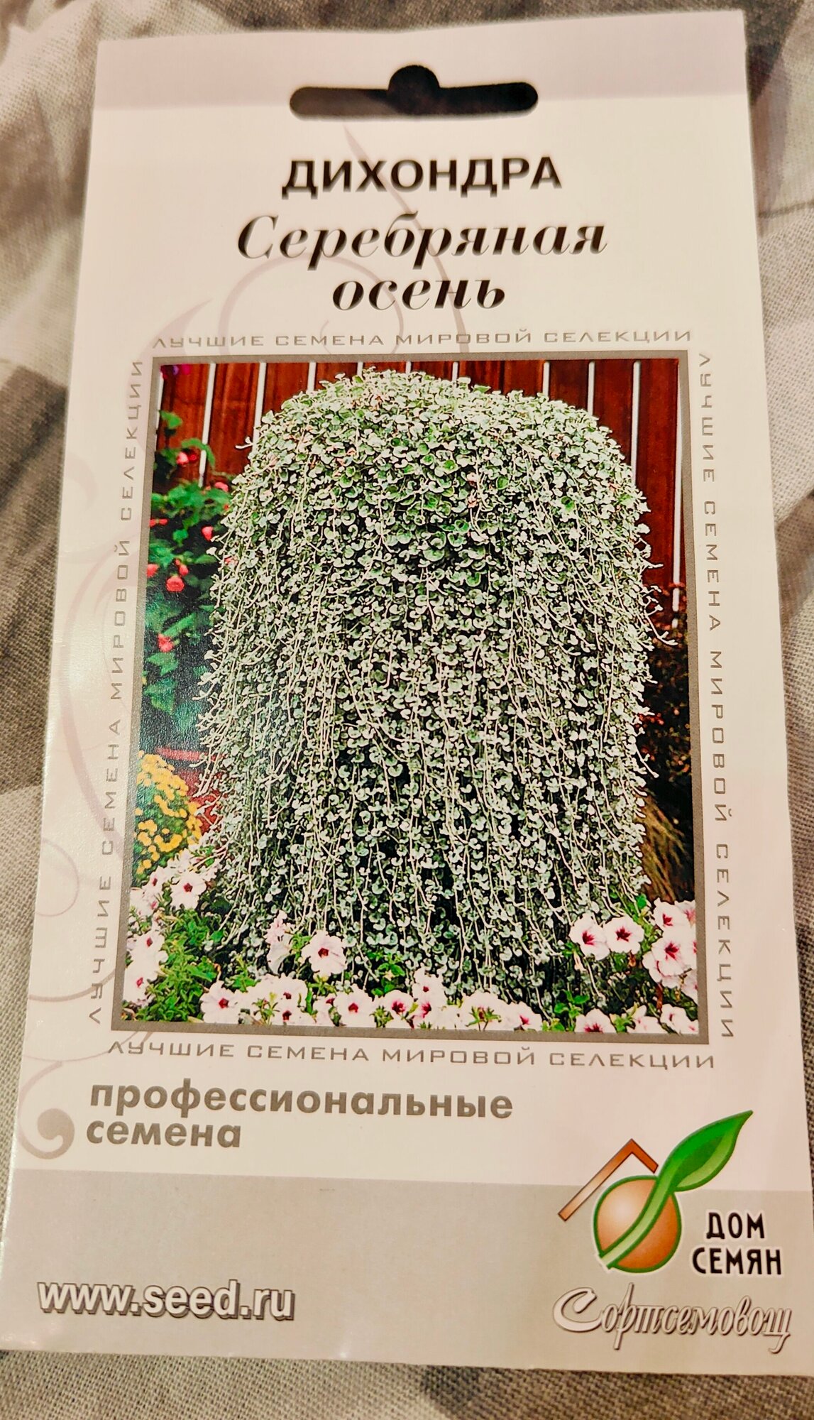 Дихондра Серебряная Осень (3сем)