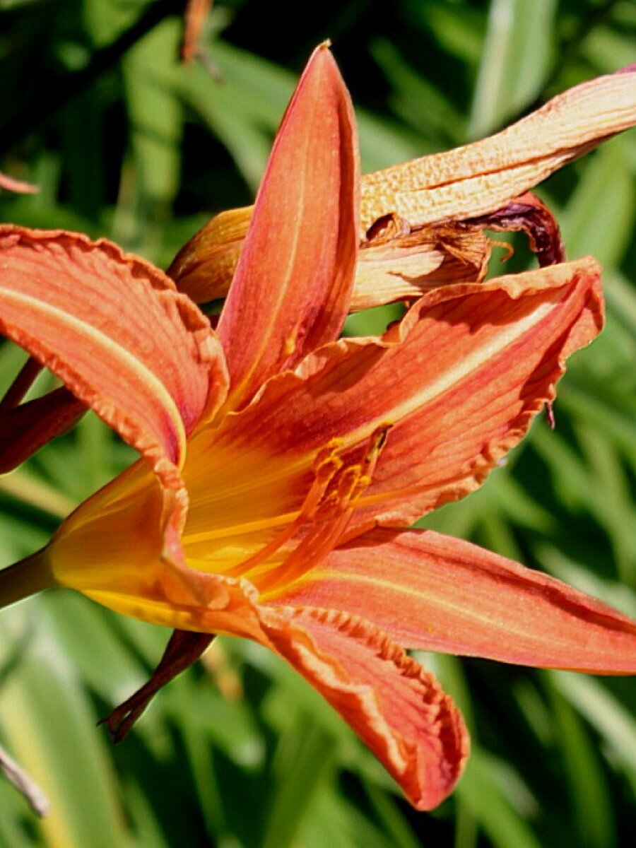 Лилейник буро-желтый