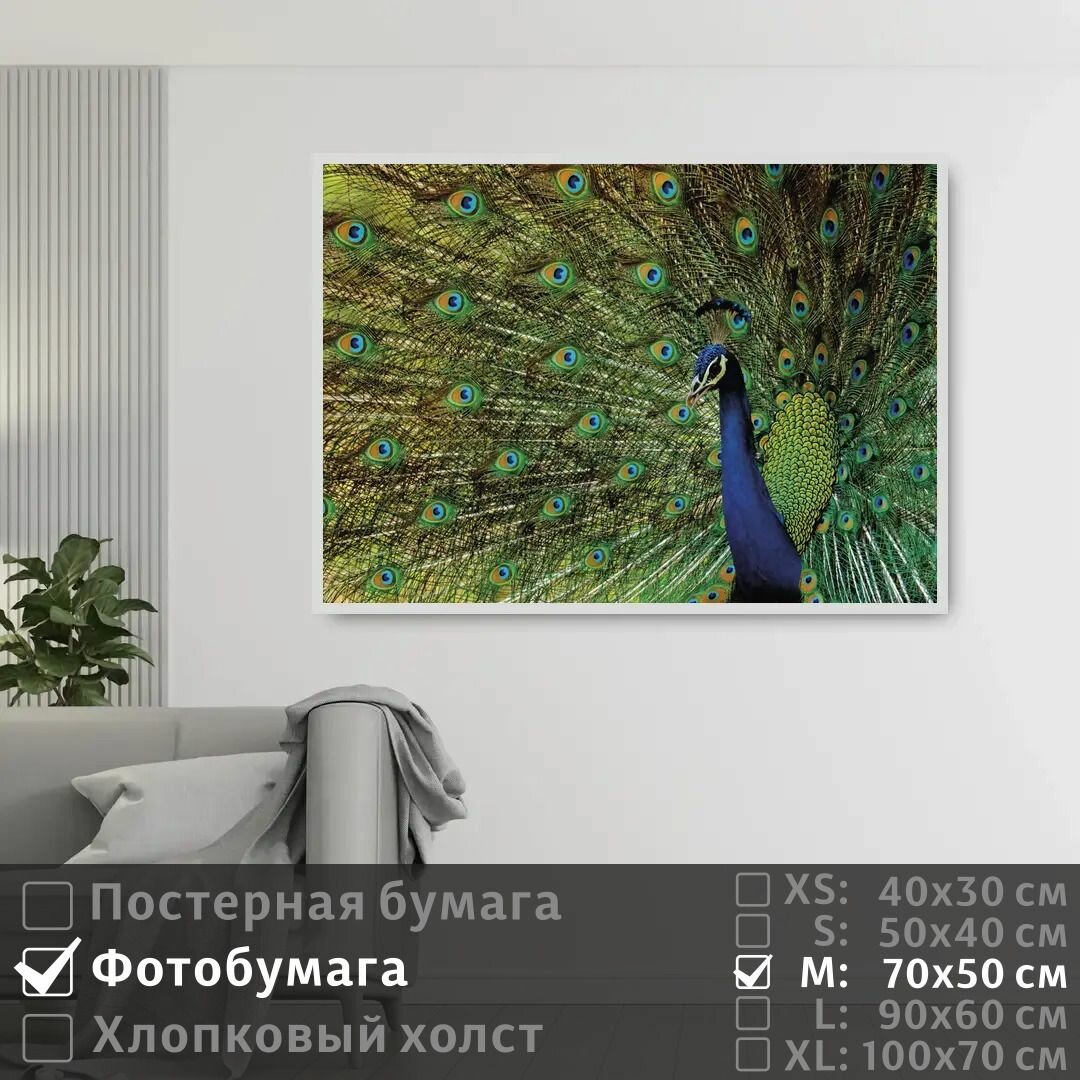 Постер на фотобумаге Павлин С Распущенным Хвостом 70х50 см ПолиЦентр