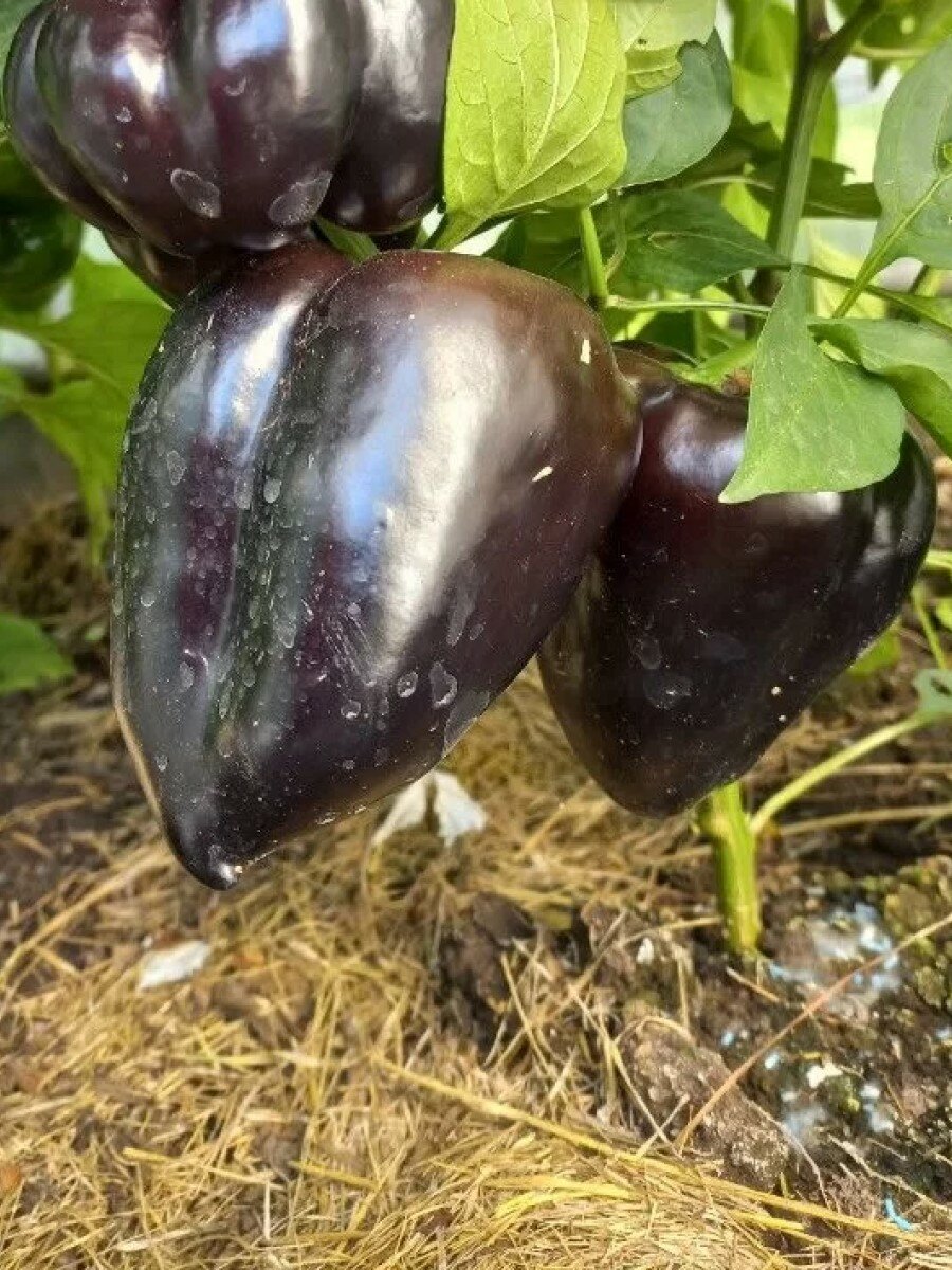 Семена Сладкий перец Леся фиолетовый, 5 штук