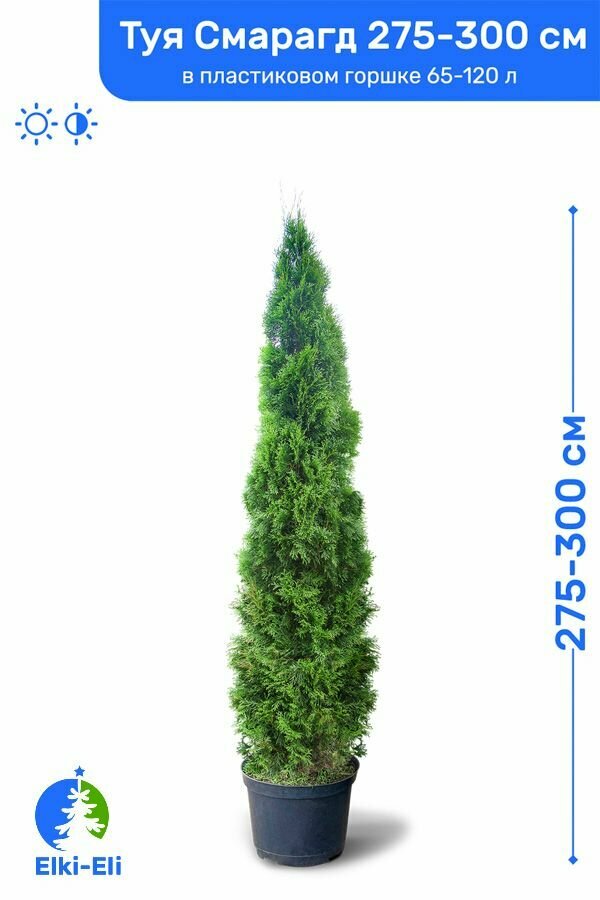 Туя западная Смарагд 275-300 см в пластиковом горшке 60-120 л, саженец, хвойное живое растение