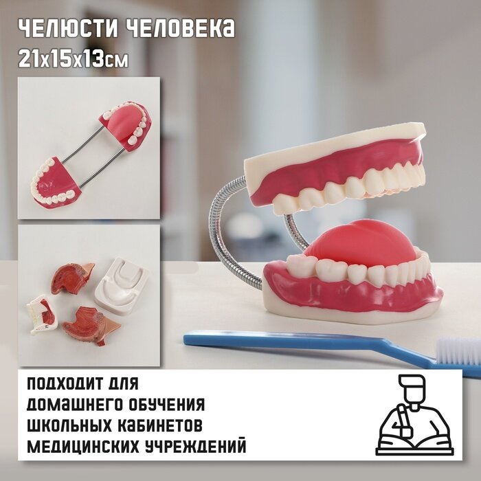 Анатомическая модель «Макет челюсти человека», 21×15×13 см