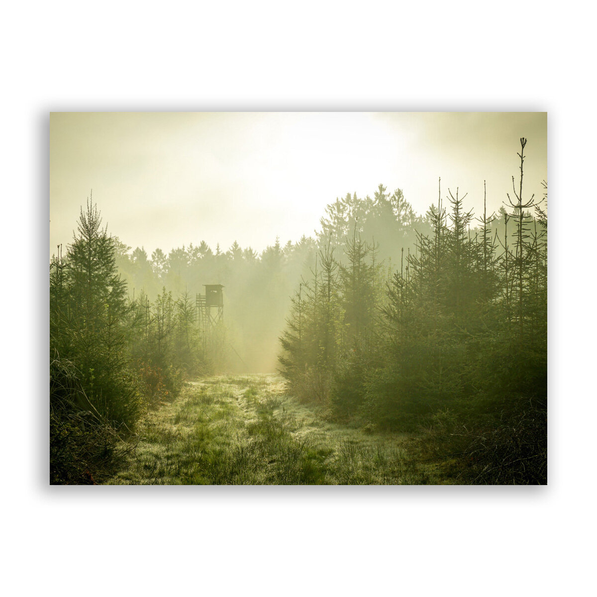 Постер, плакат на бумаге / Лес / Размер 80 x 106 см
