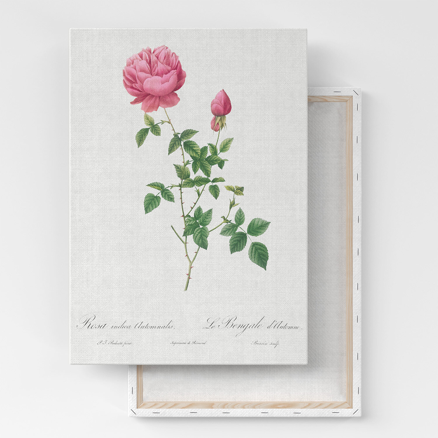 Картина на холсте, репродукция / Пьер-Жозеф Редуте - Autumn China Rose / Размер 30 x 40 см