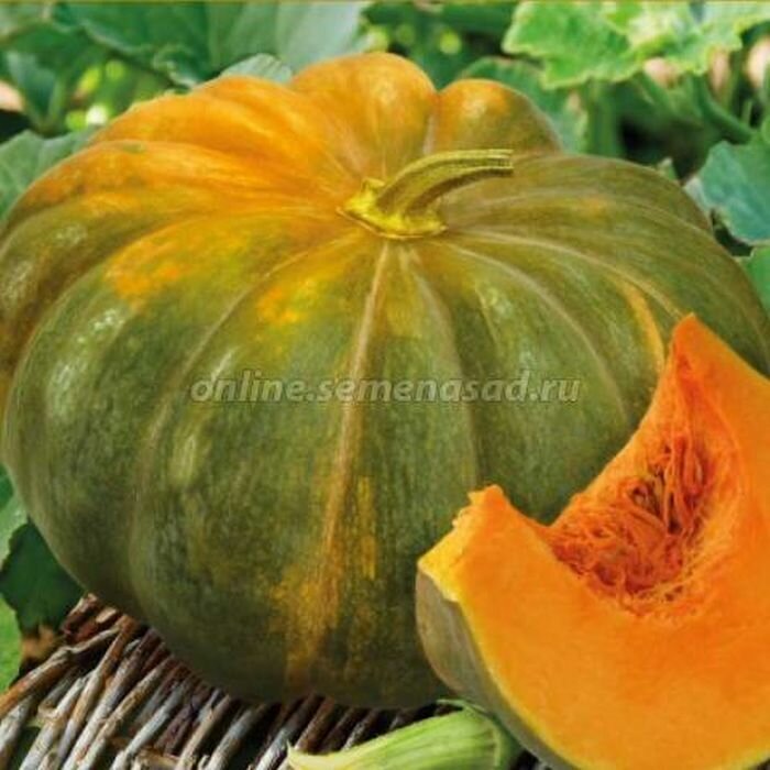 Семена Тыква Мускаде Агро мускатная 10 шт.