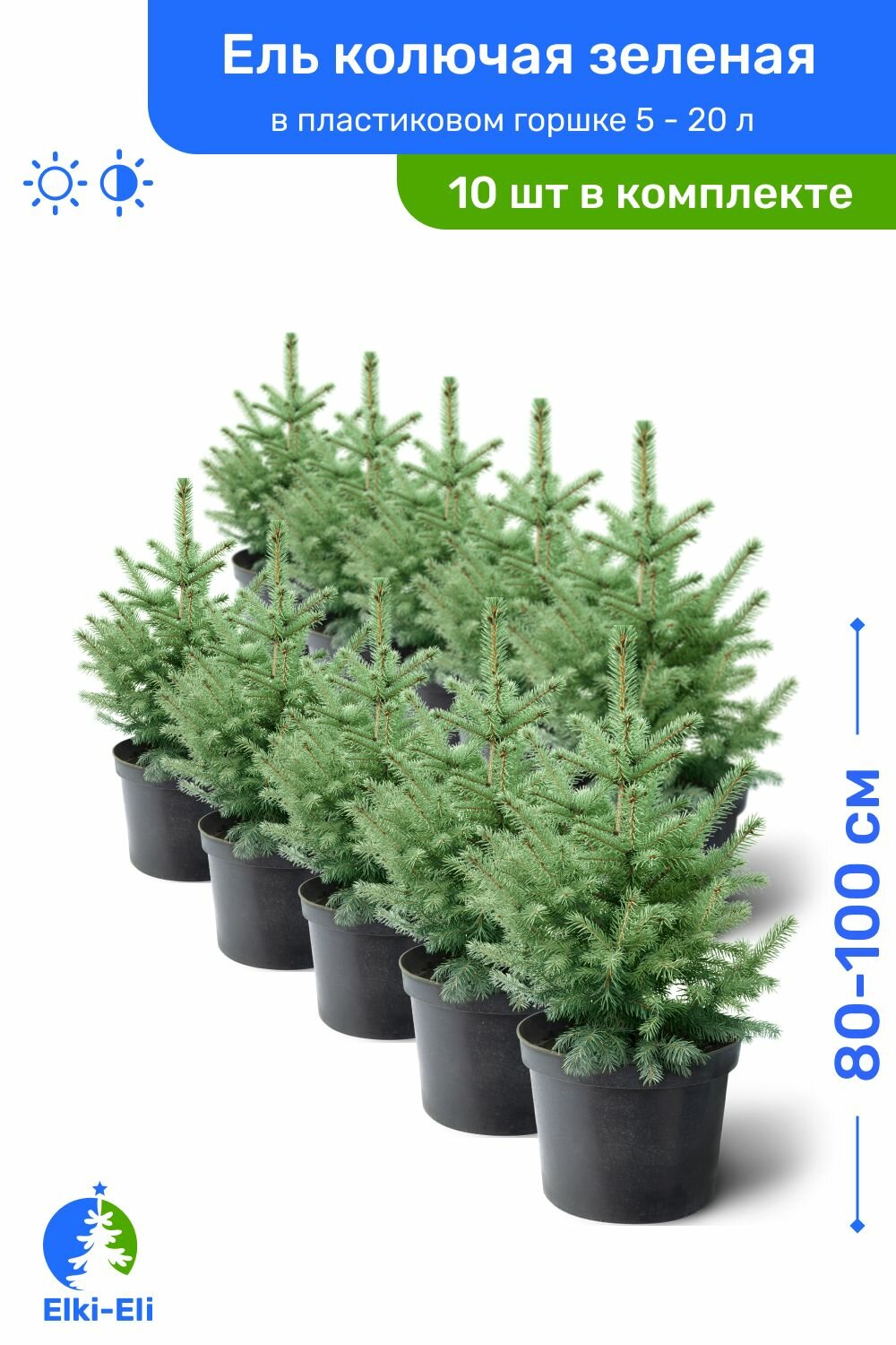 Ель колючая зелёная 80-100 см в пластиковом горшке 5-20 л, саженец, хвойное живое растение, комплект из 10 шт