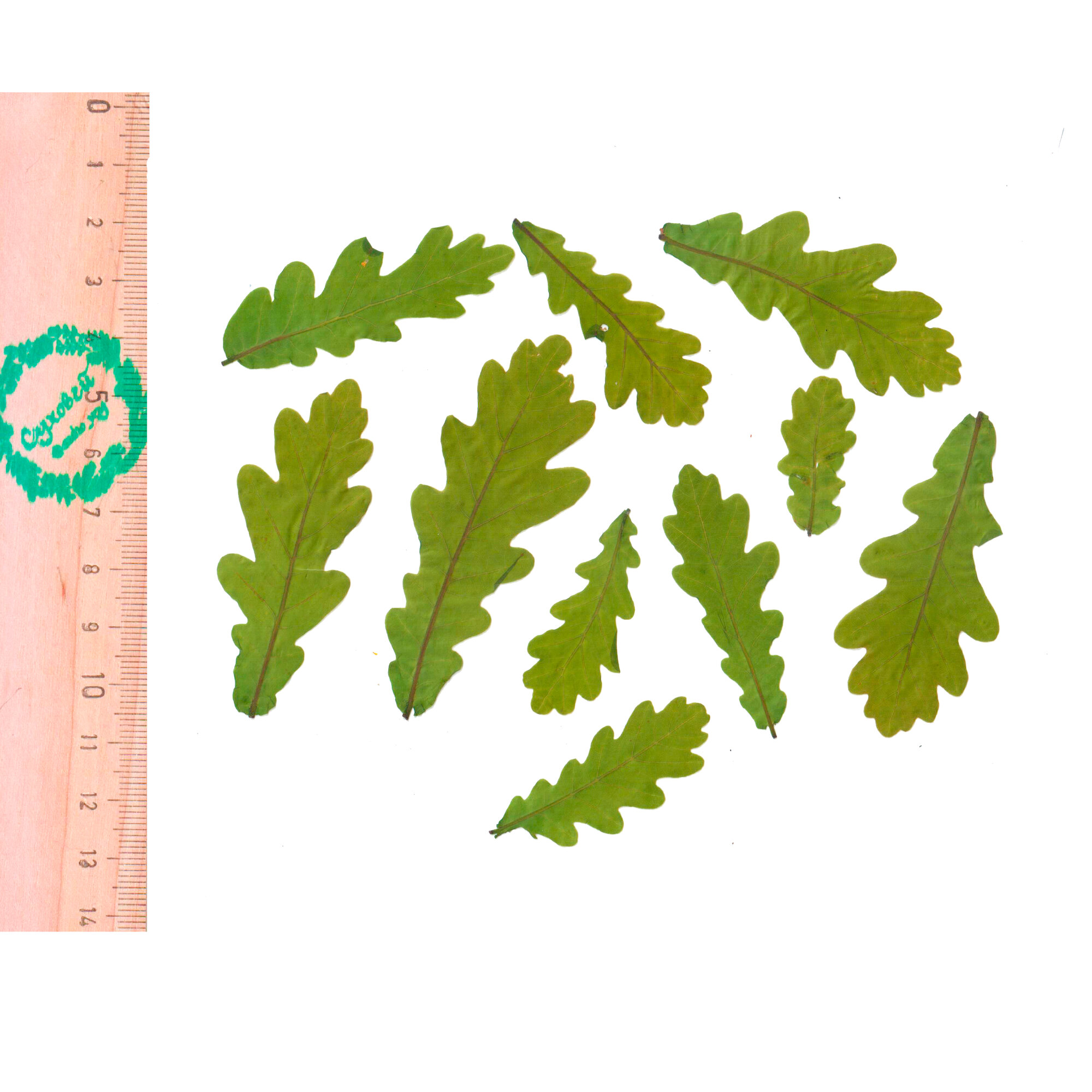 Плоские сухоцветы - Дуб черешчатый, мини-листья для заливки смолой и рукоделия, 10 шт