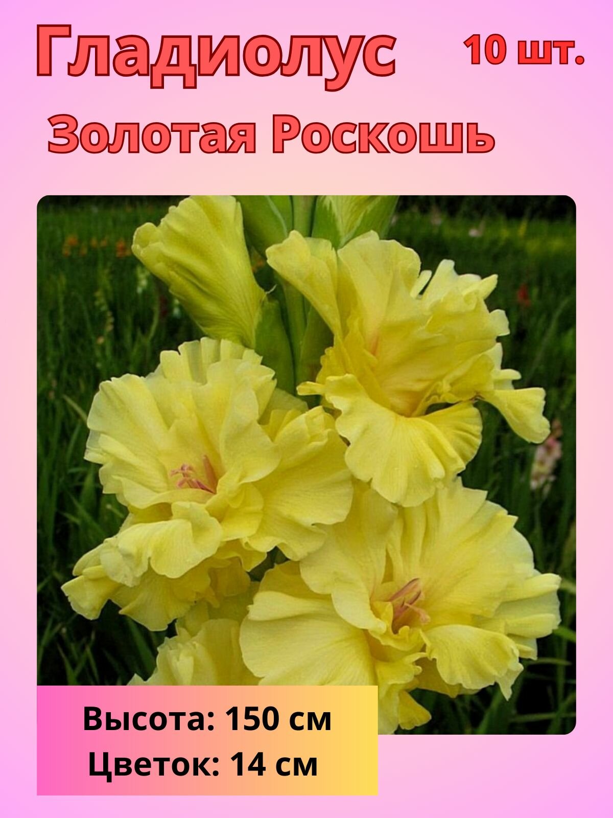Гладиолус крупноцветковый, луковицы Гладиолуса 10 шт