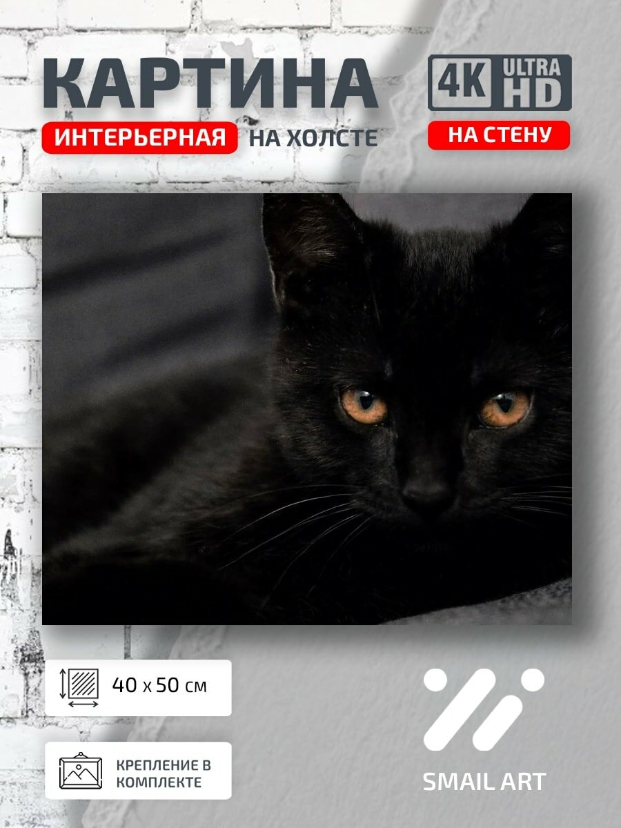Картина на холсте интерьерная 40 на 50 на стену Животные Кот для гостиной атмосфера
