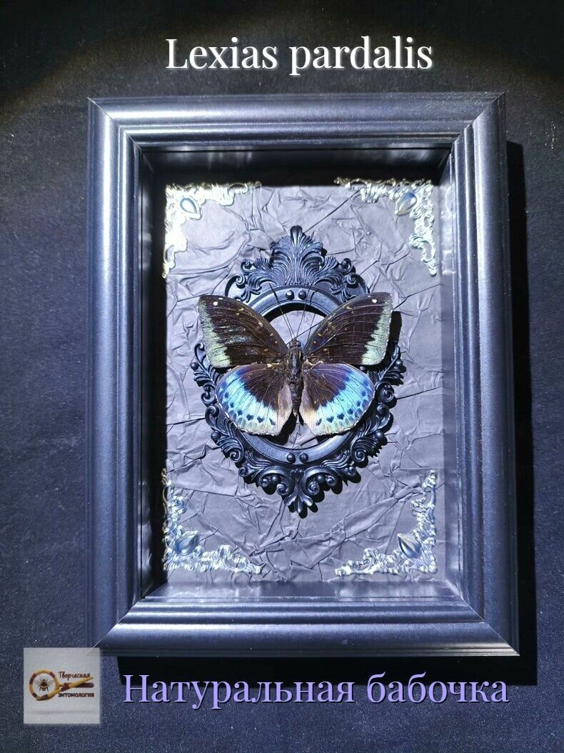 Бабочка Lexias pardalis в деревянной рамке, коллекционный экземпляр