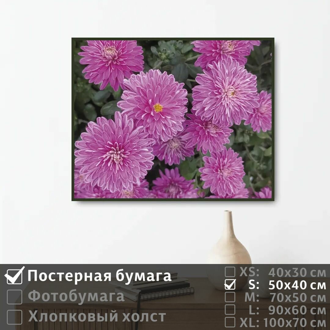 Постер на стену Нежные Хризантемы 50х40 см ПолиЦентр