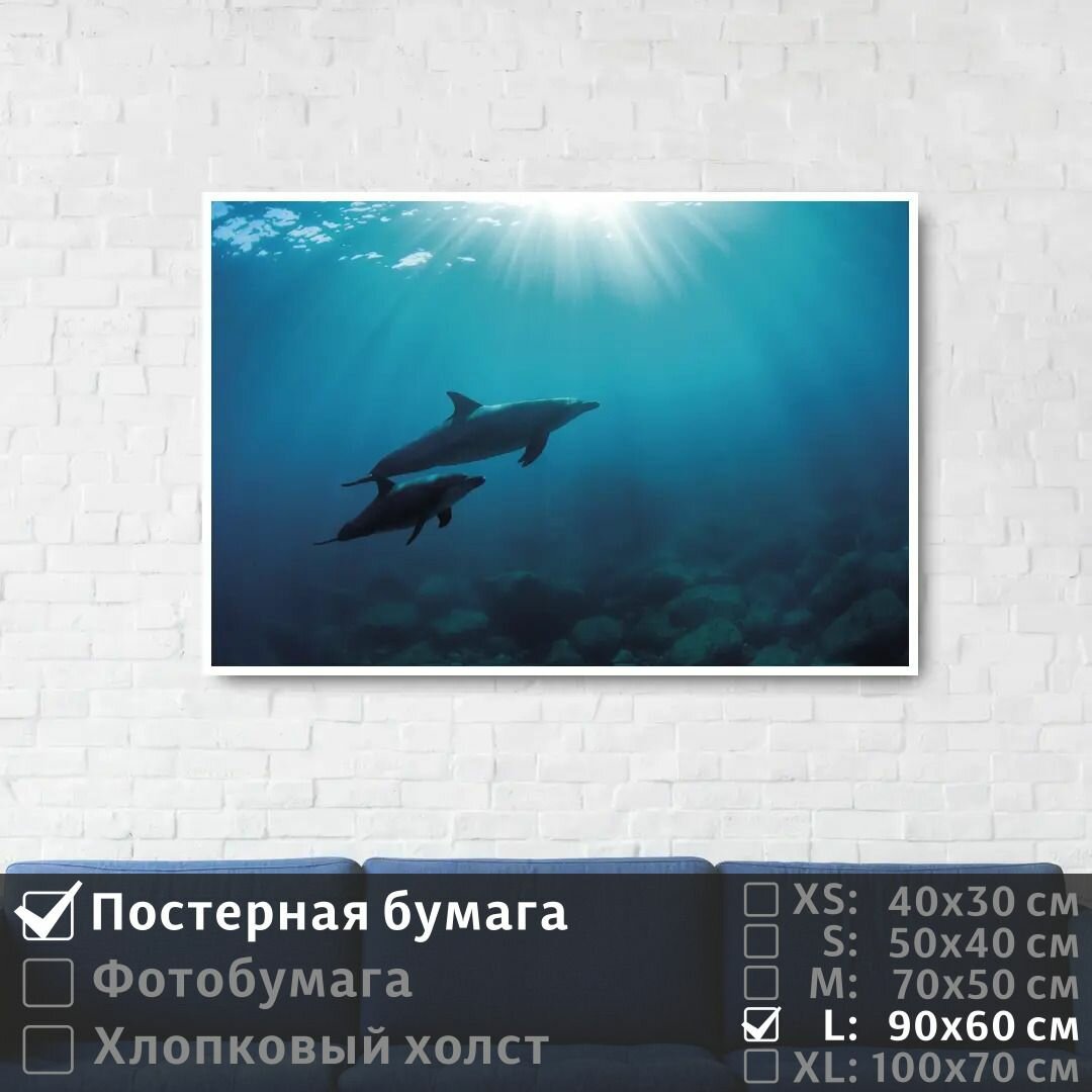 Постер на стену Два Дельфина Плавают В Глубине Океана 90х60 см ПолиЦентр